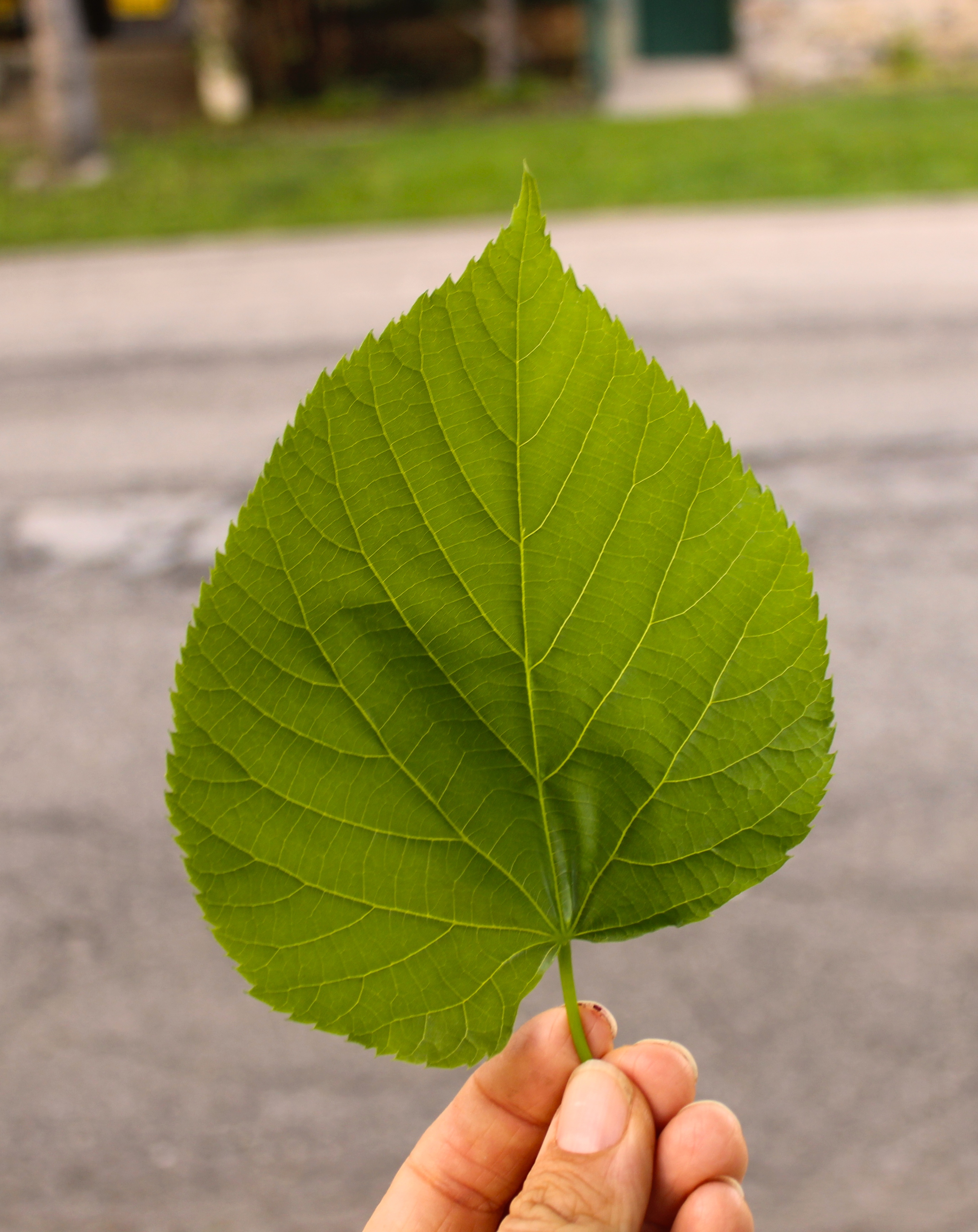 Foraging Manchester The Linden Tree The Manchester Mirror