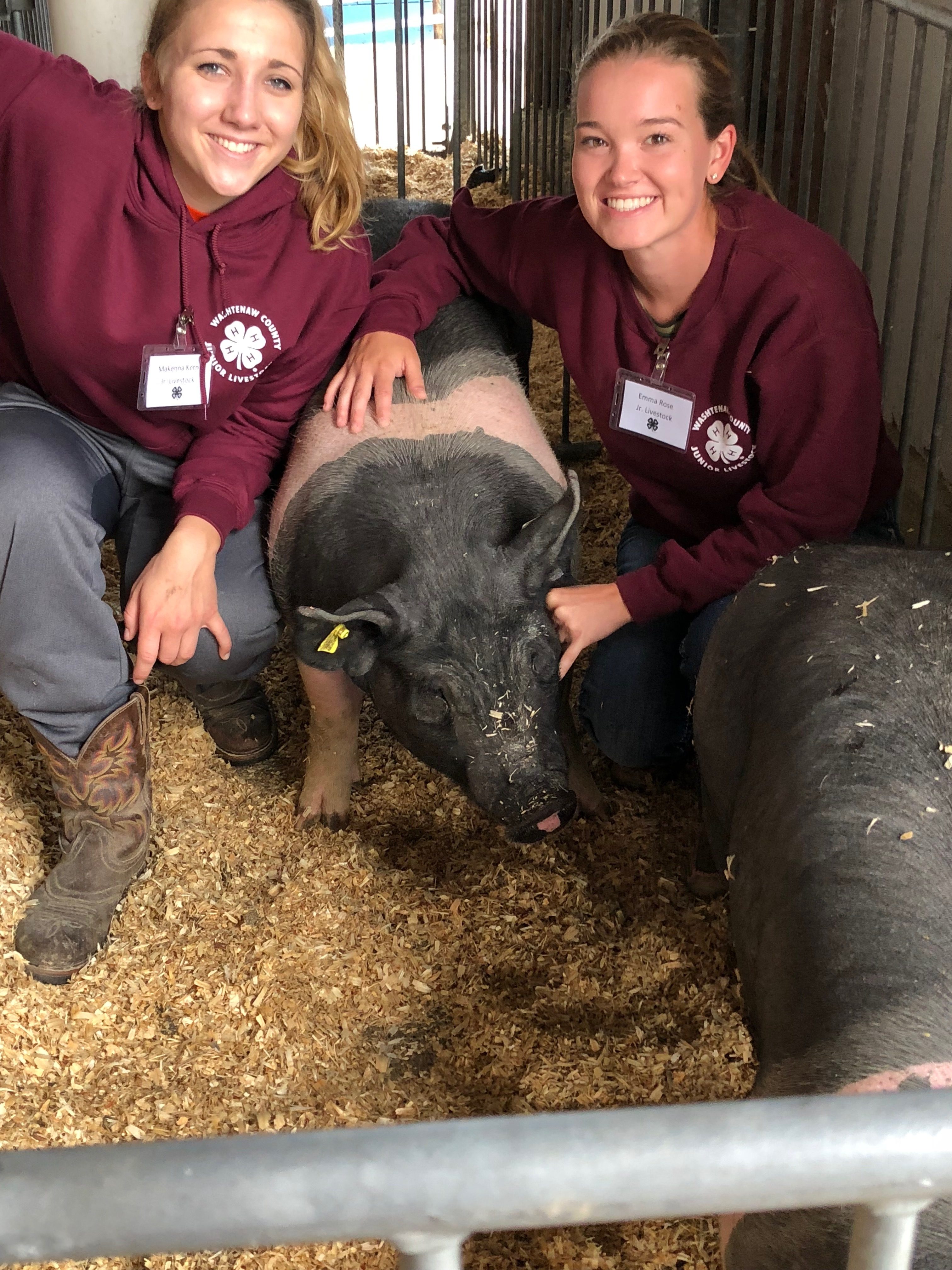 7pigs | The Manchester Mirror