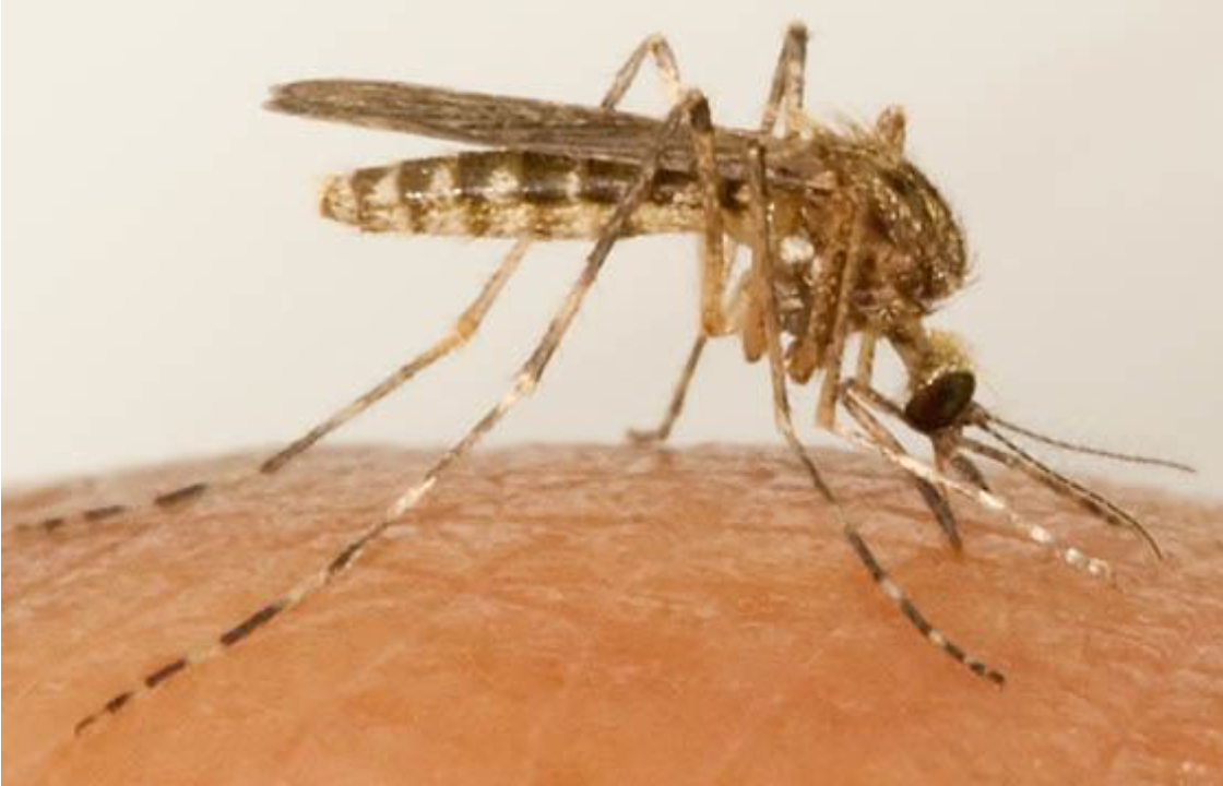 EEE outbreak and sprayings near Manchester | The Manchester Mirror