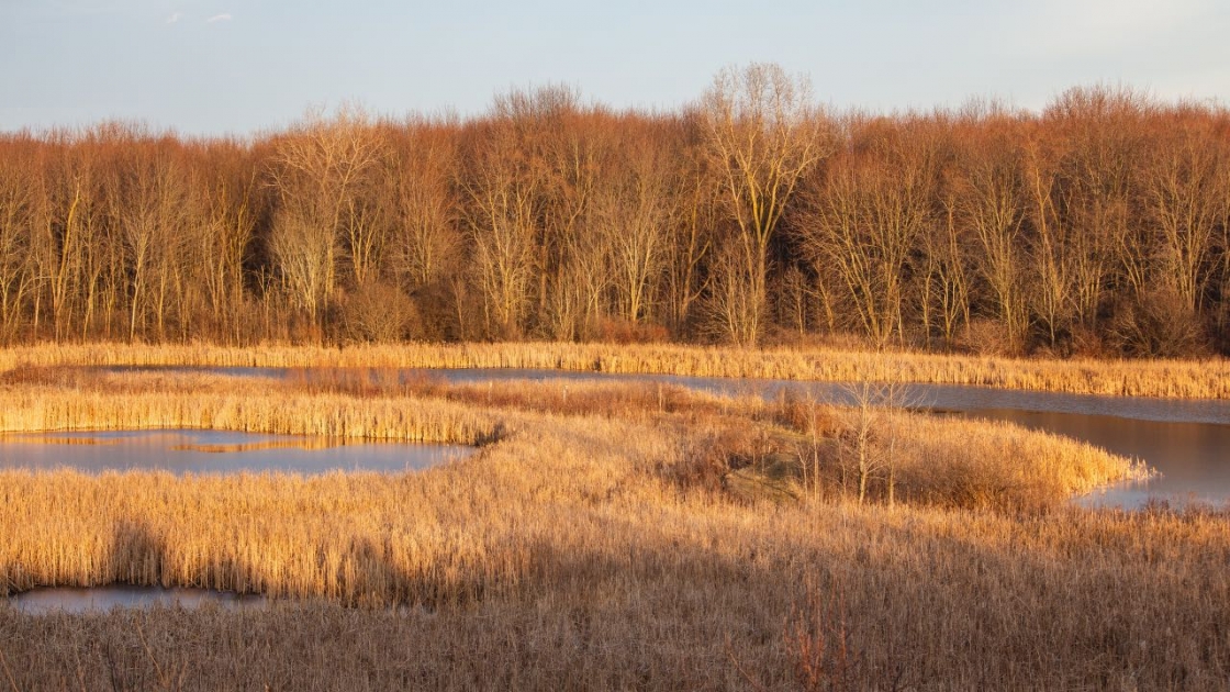How Trump clean water rule impacts Michigan’s wetlands and streams ...