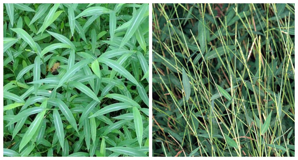 The battle of invasive plants, and two to watch out for | The ...