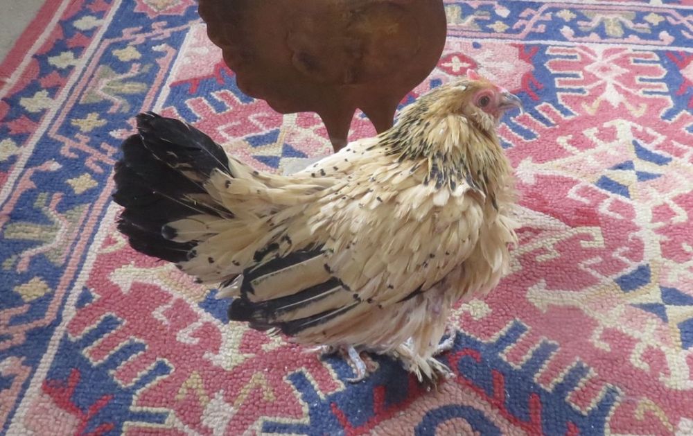 The life of Peanut: Inside the story of the world’s oldest living ...