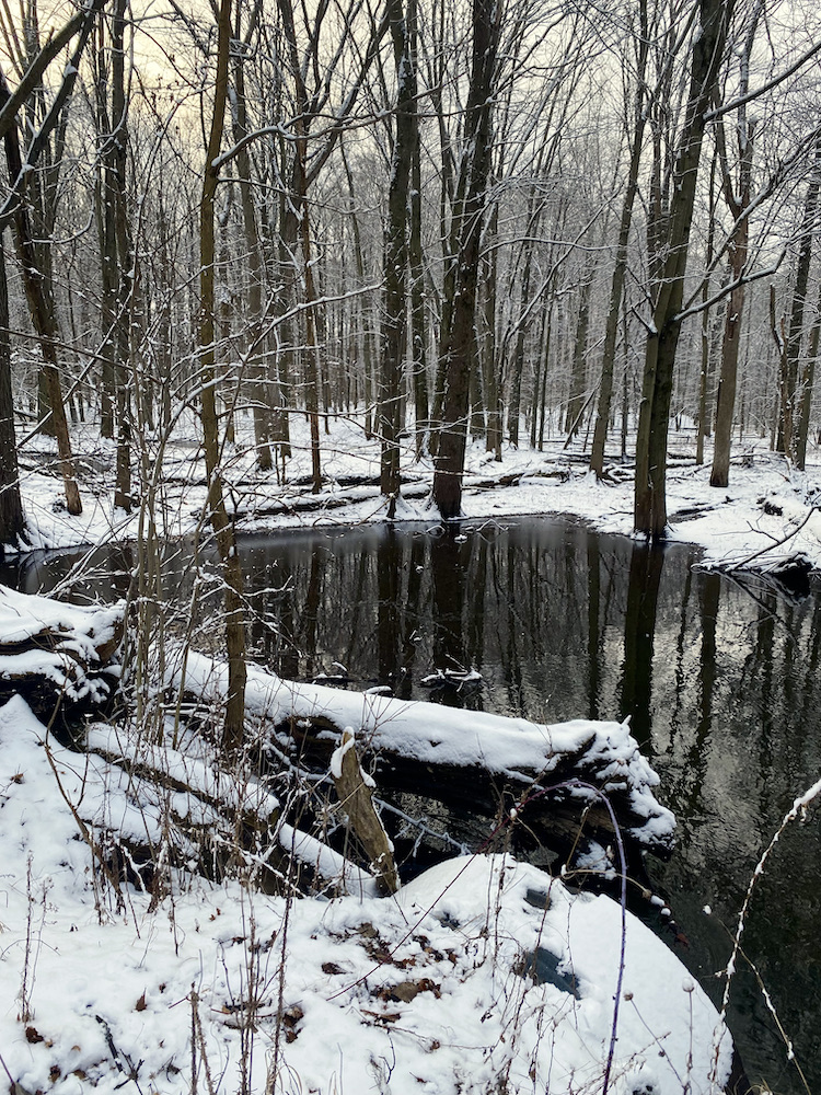 New Year Birding Hike in the Leonard Preserve | The Manchester Mirror