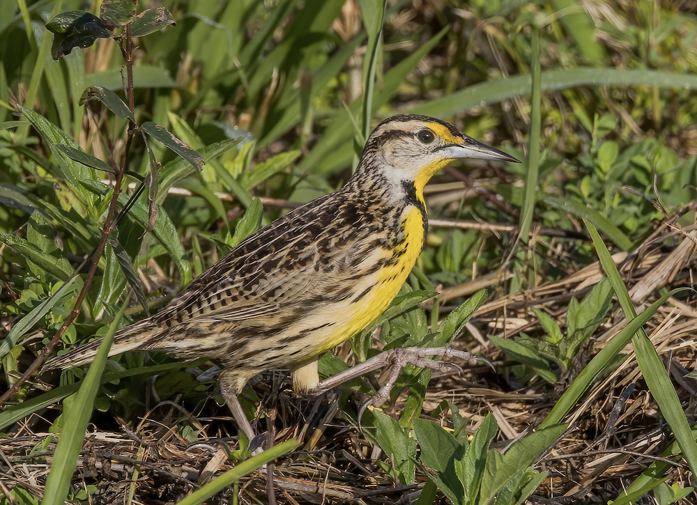 Birding Hike at Sharon Mills County Park | The Manchester Mirror