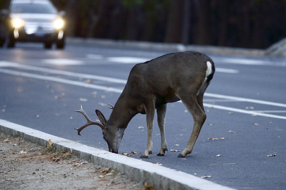 A warning for Michigan drivers: It’s peak season for deer-car ...